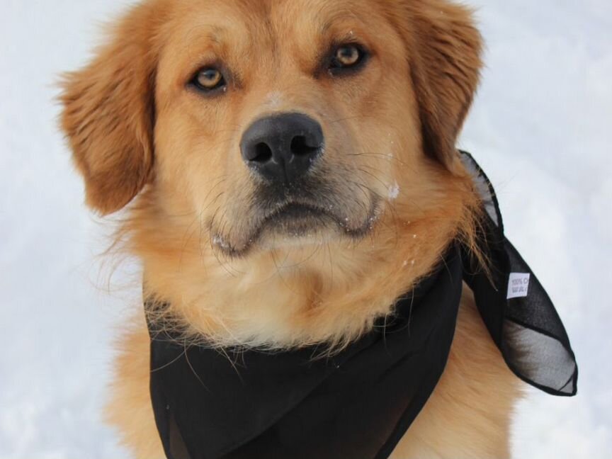 Пёс с грустными глазами