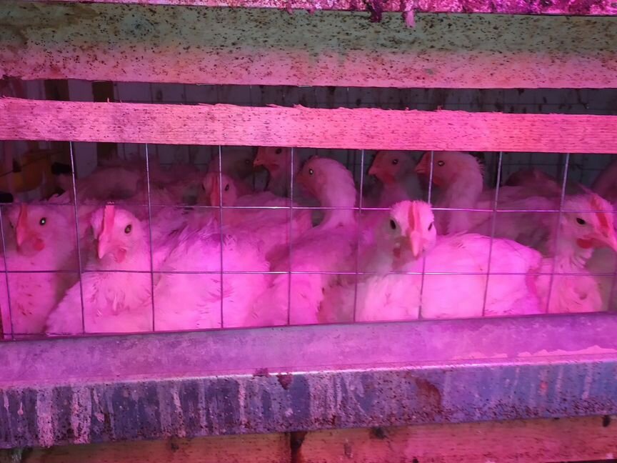 Подрощенные цыплята Бройлеры