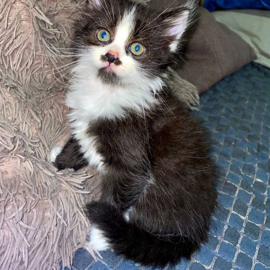 Котята