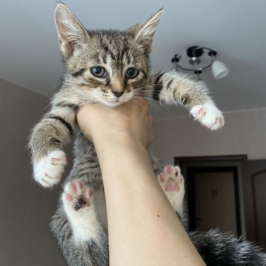 Котята девочки 2 месяца в добрые руки