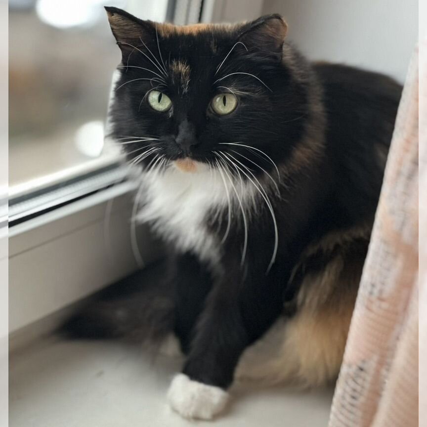 Взрослая кошка в добрые руки