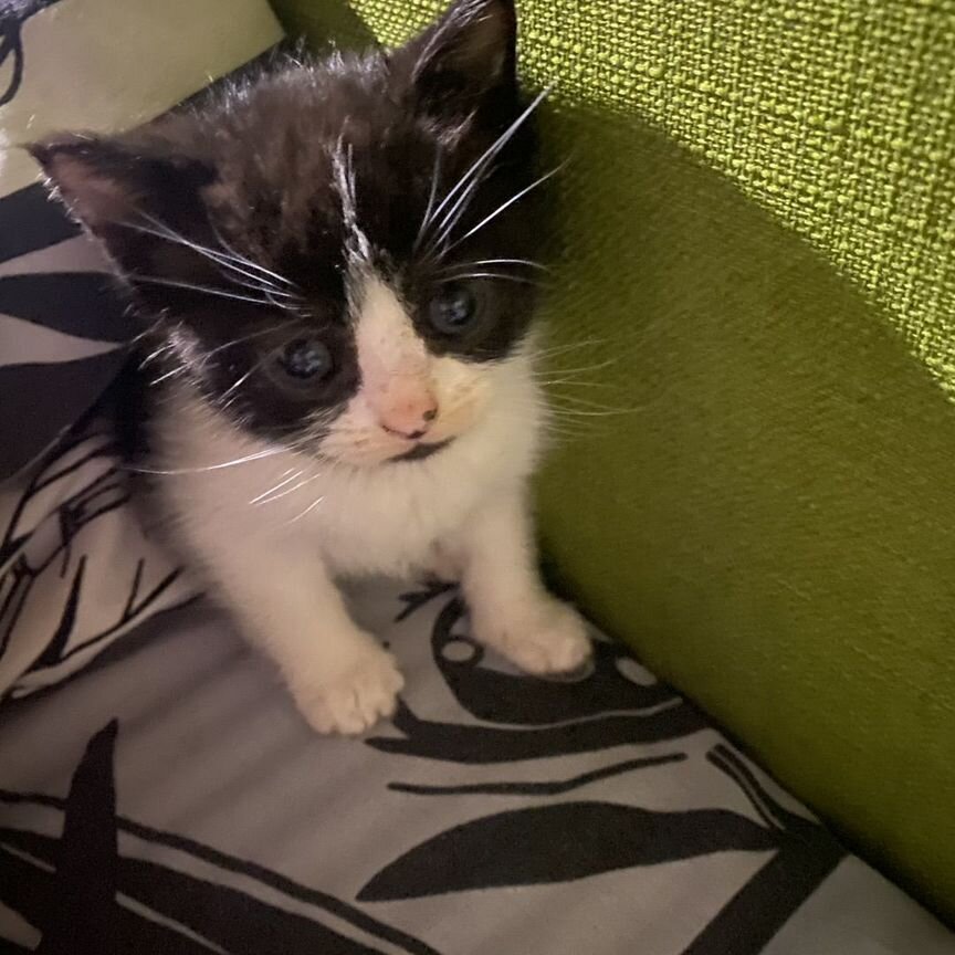 Отдам котенка в добрые руки