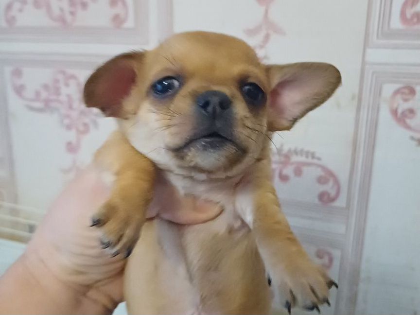 Супер мини той терьера милые щеночки мальчики