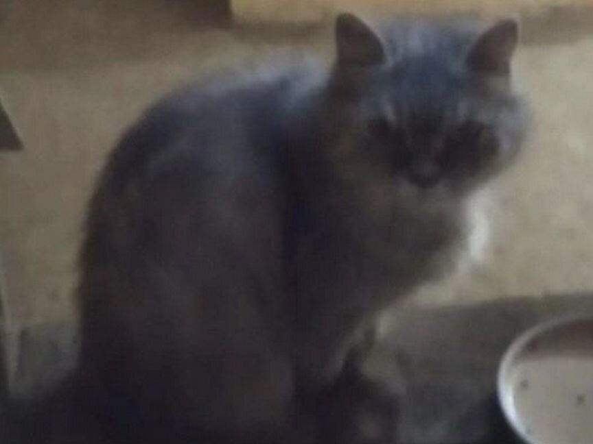 Кошечка ждёт Вас, живёт на улице, на морозе