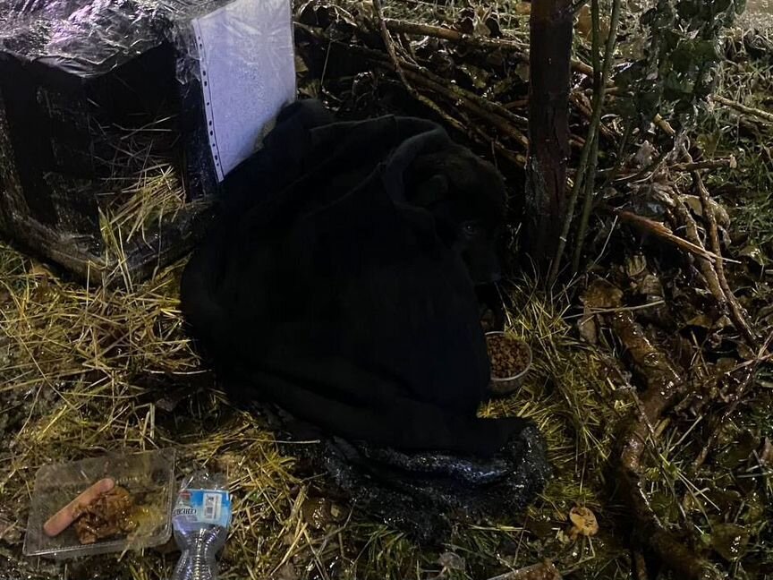 Оливия ищет дом И любящих людей