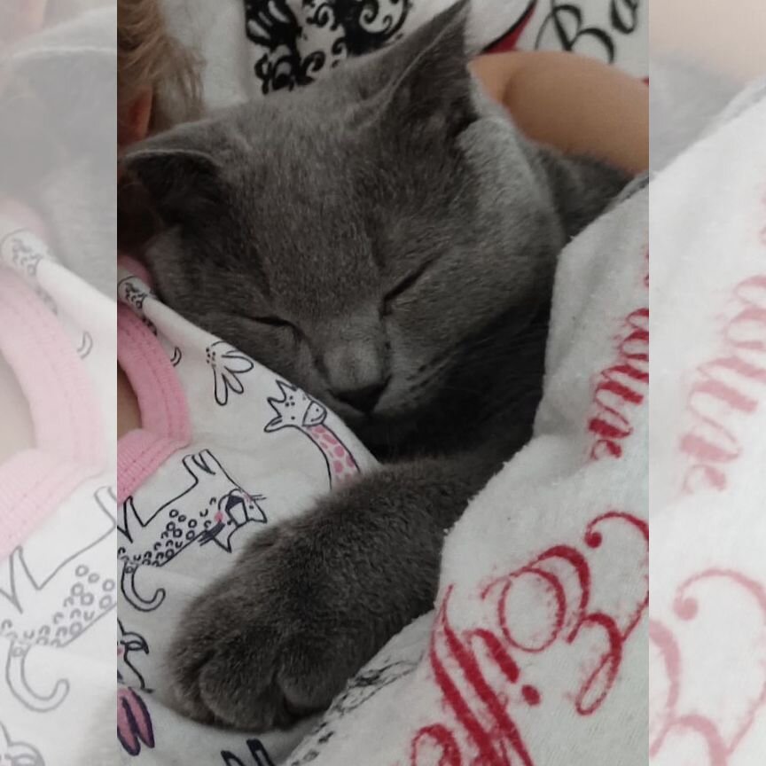 Отдам кота британец вислоухий