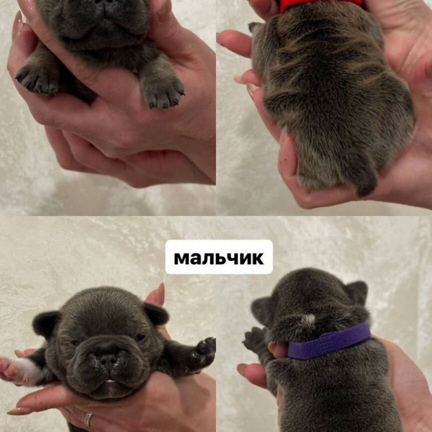 Французский бульдог щенки голубой