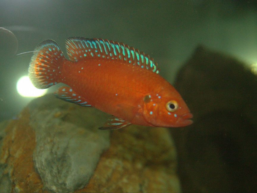 Hemihromis Exul