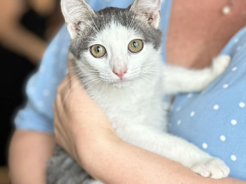 Котенок в дар зовут Анчоус