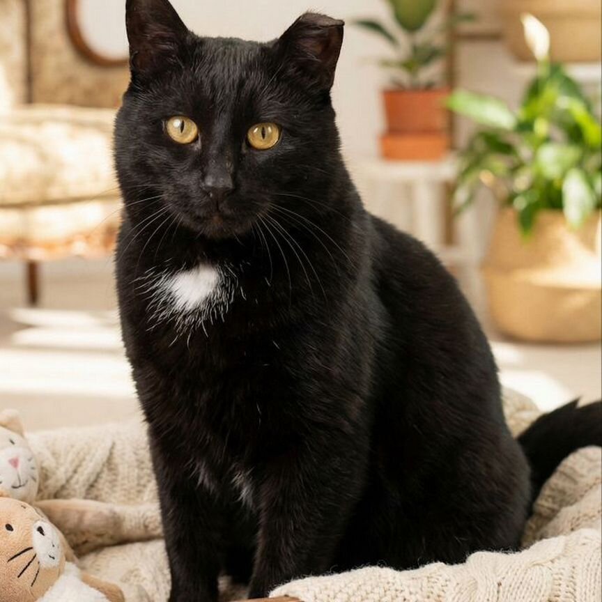 Взрослый кот в добрые руки