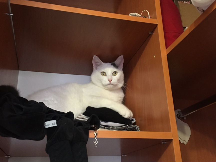 Отдам кота в добрые руки