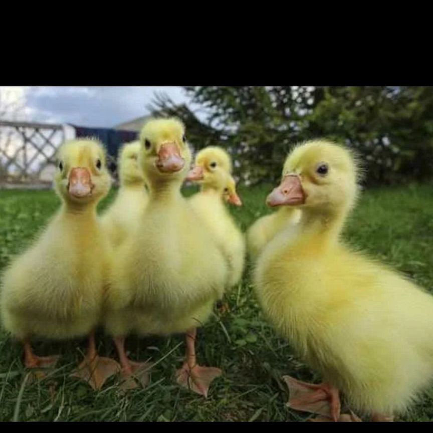 Гусята недельные