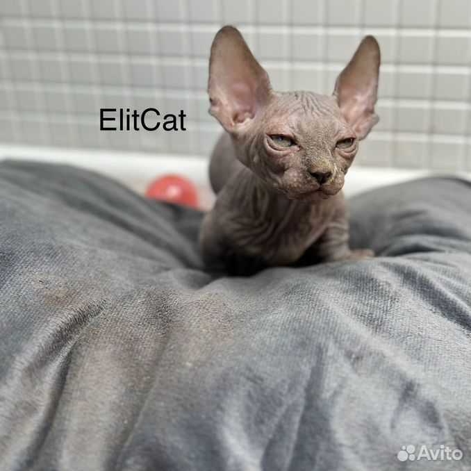 Сфинкс бомбино