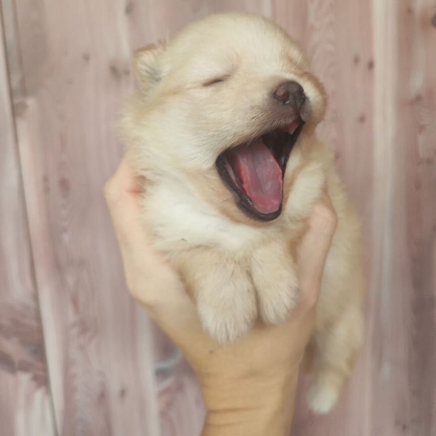 Щенки померанского шпица