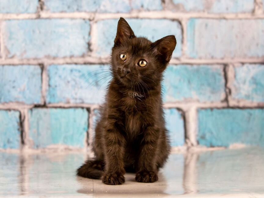 Котенок мальчик