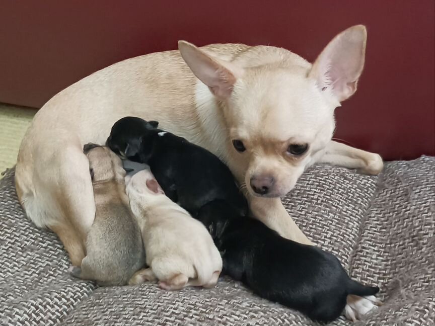 Скоро в продаже щеночки, 3 мальчика, 1 девочка