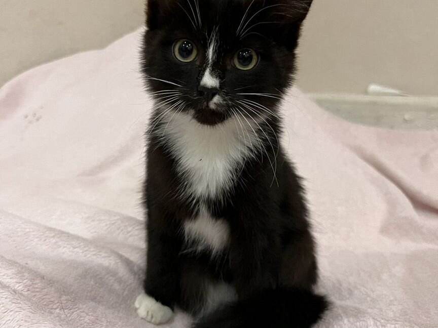 Мурчащий котик ищет домик