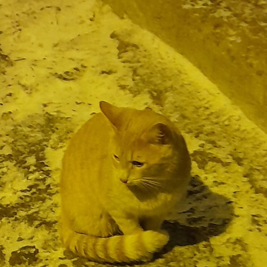 Милый ласковый котёнок