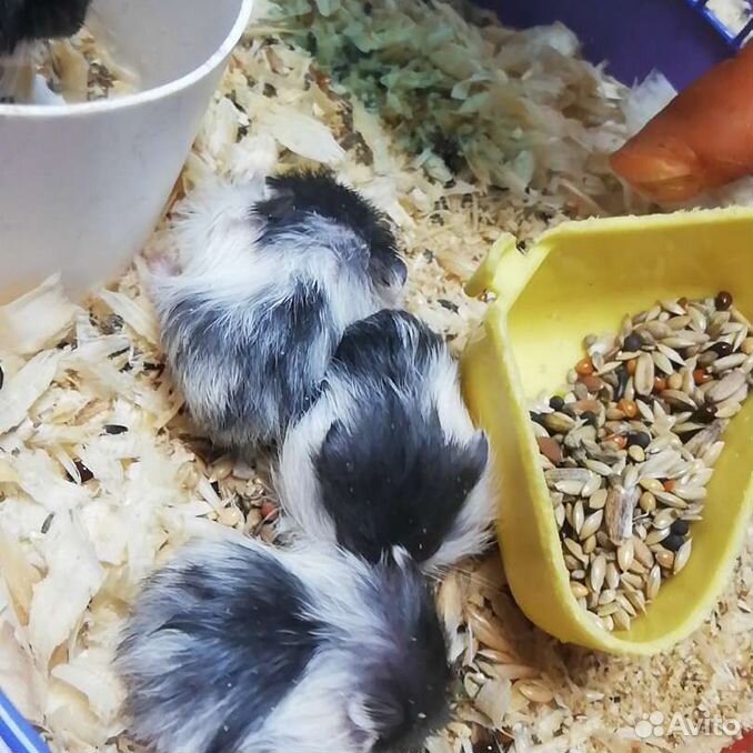 Джунгарский хомяк маленький