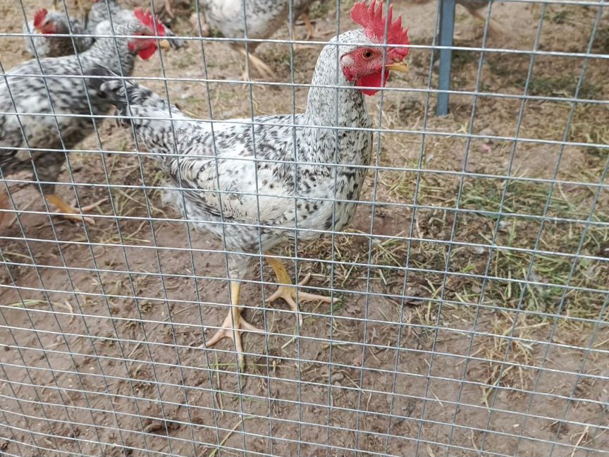 Молодые петухи