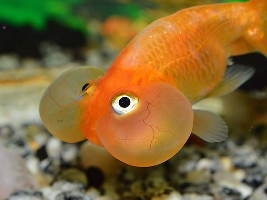 Золотая рыбка Водяные глазки (Bubble Eye Goldfish