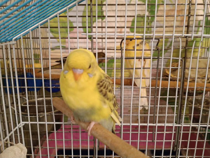 Волнистый попугай птенец самка