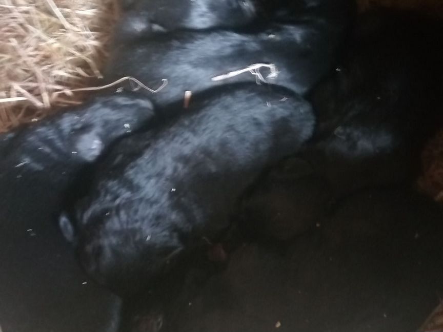 Продаються щенки немецкой чистокровной овчарки