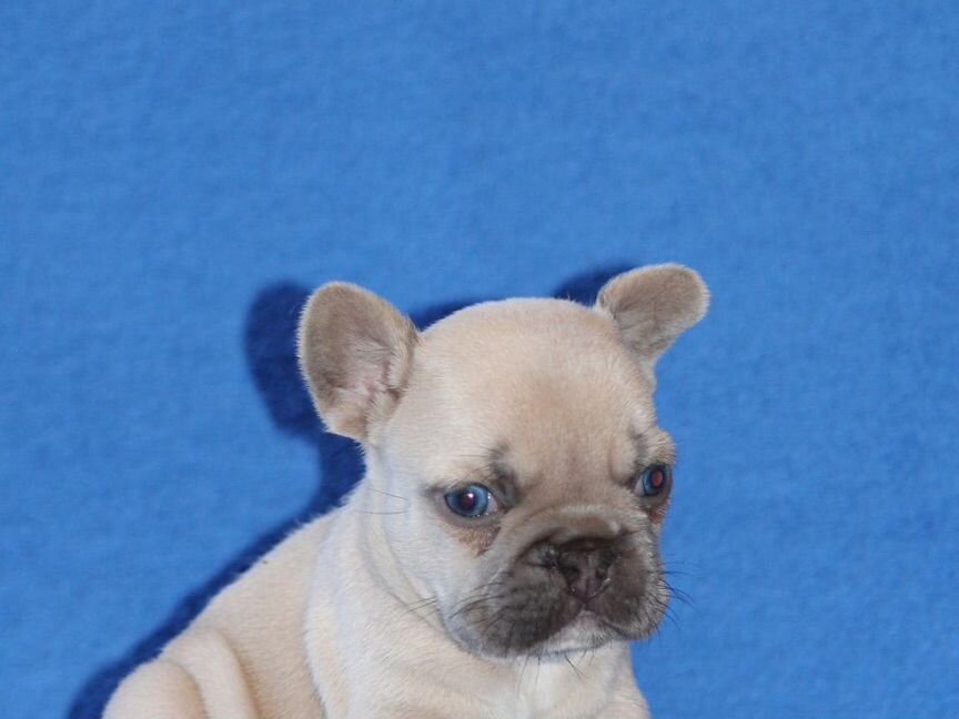 Очаровательный француз