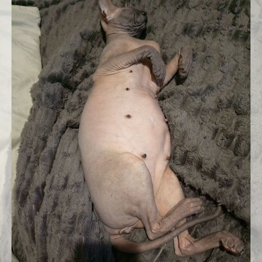 Кошка