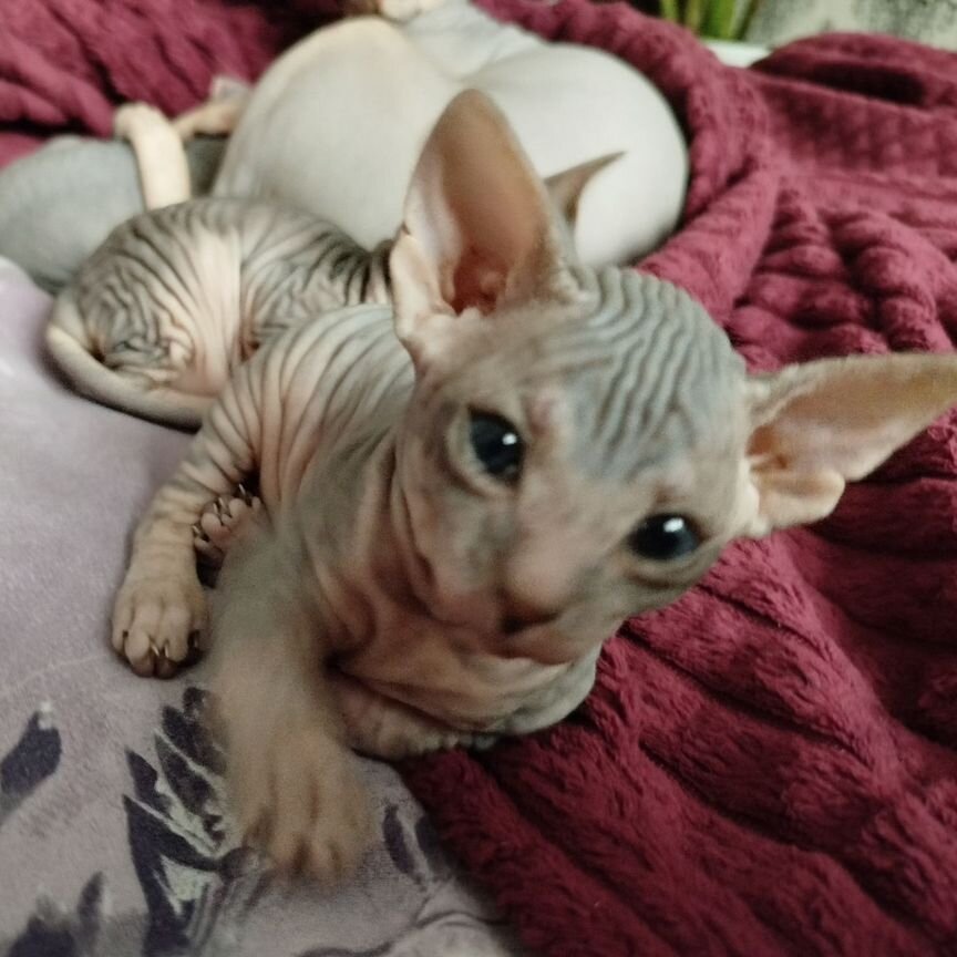 Донской сфинкс котёнок