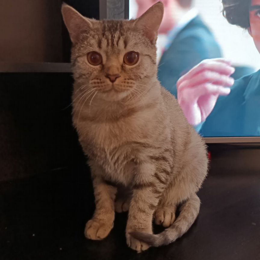 Шотландская прямоухая короткошёрстная кошка, взрослая