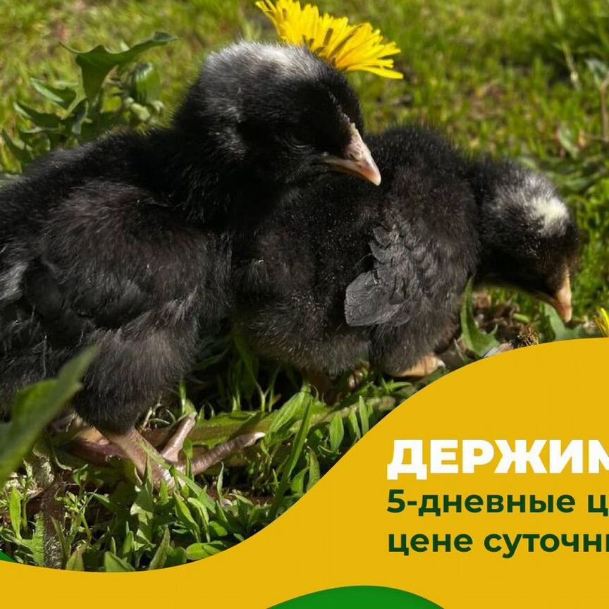 Цыплята Гризбар суточные