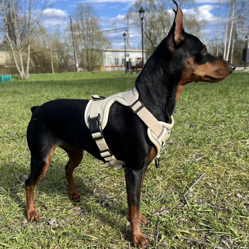 Цвергпинчер, щенок