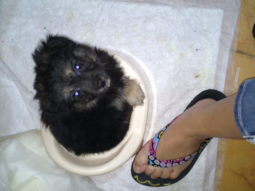 Мальчик Йорк - Шпиц