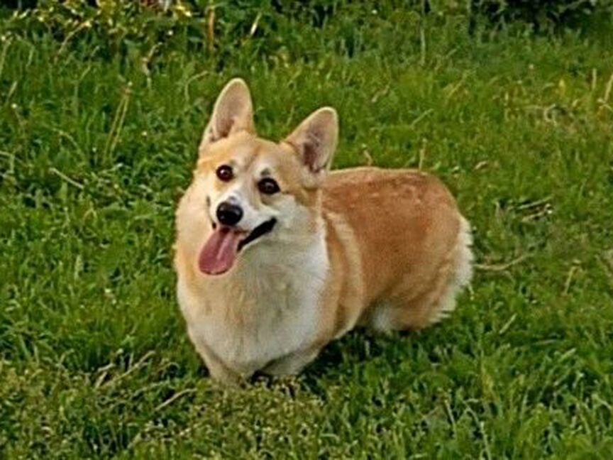 Вельш корги пемброк щенки