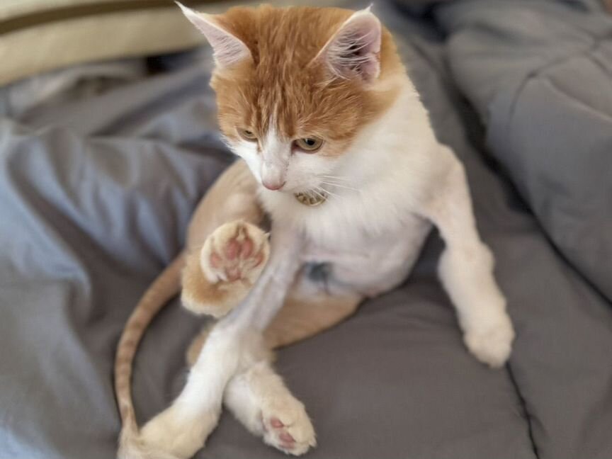 Кошечка миленькая, умненькая, компаньон