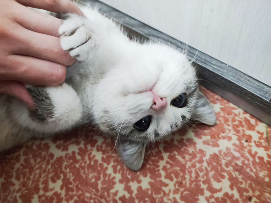 Кошечка красоточка