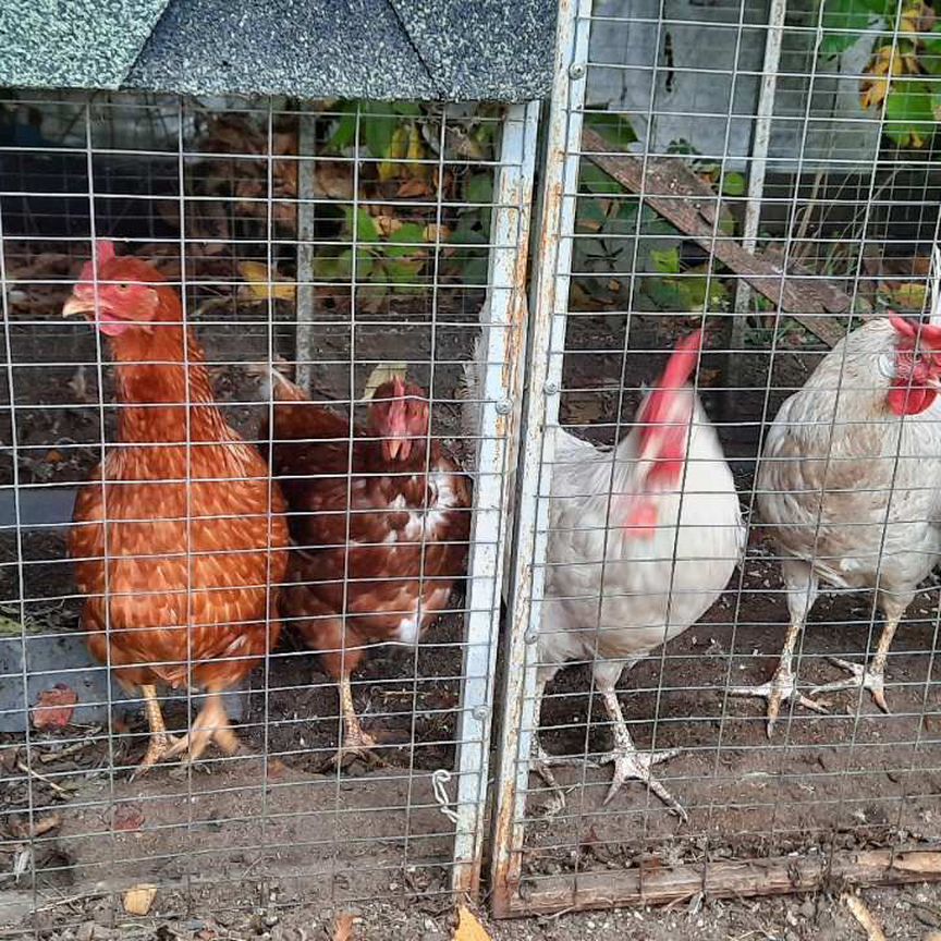 Куры несушки продам