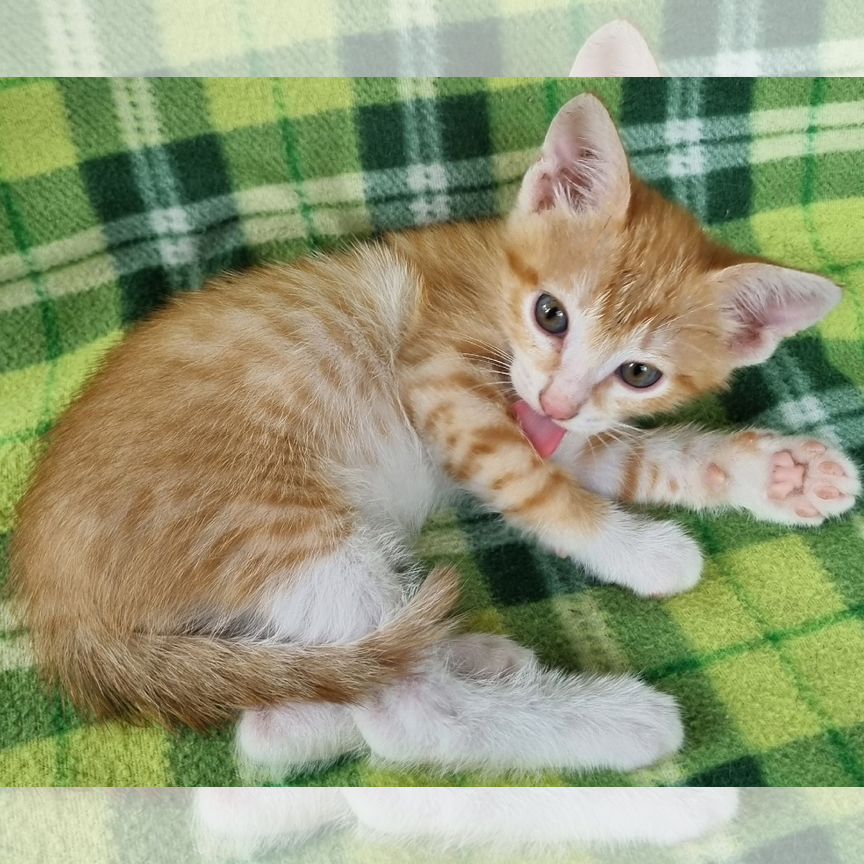 Котёнок в добрые руки