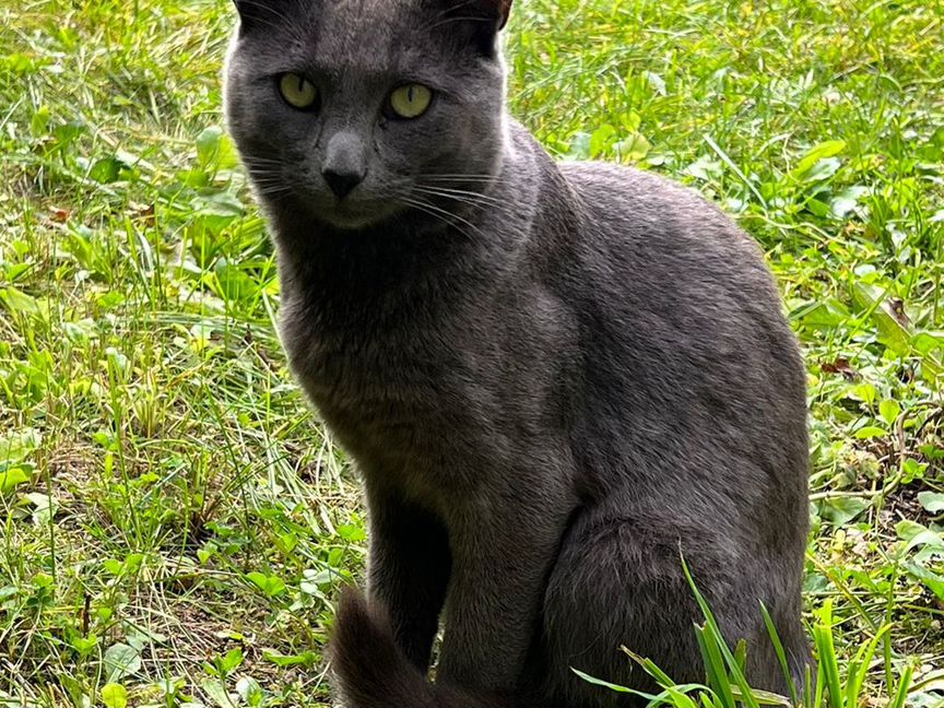 Котята ищут дом