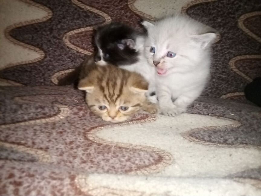 Шотландская вислоухая котята