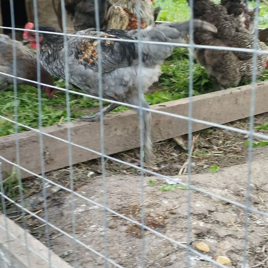 Петушки молодые