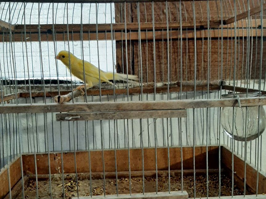 Кенара и канарейки