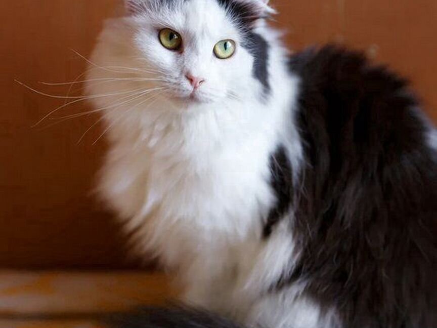 Кошечка маришка ищет дом