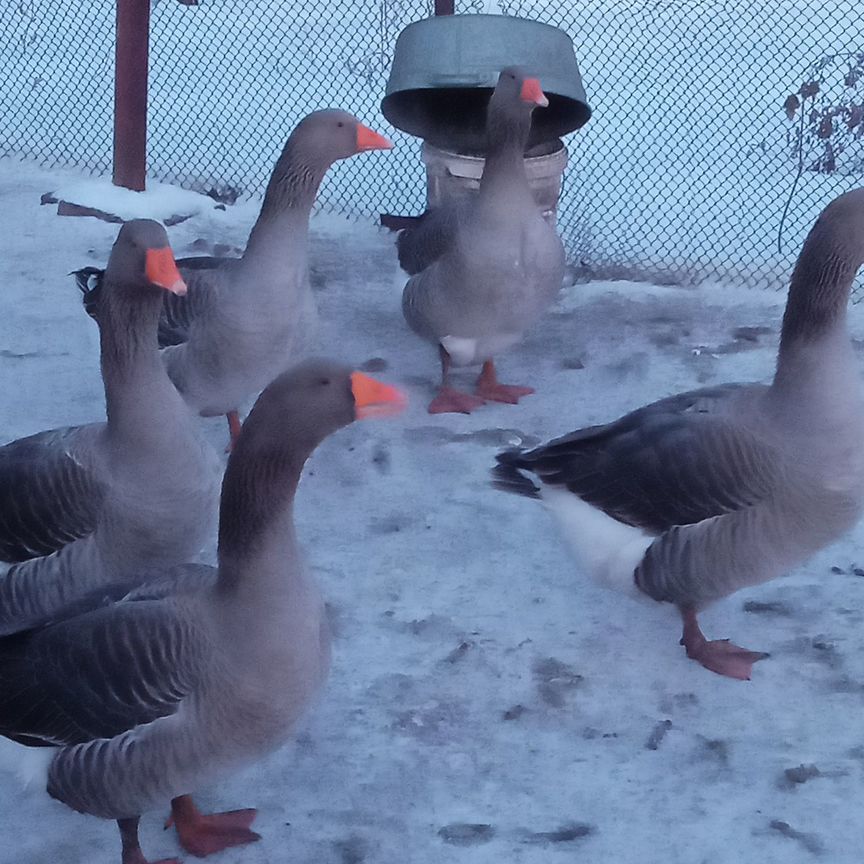 Гуси "Крупный серый"