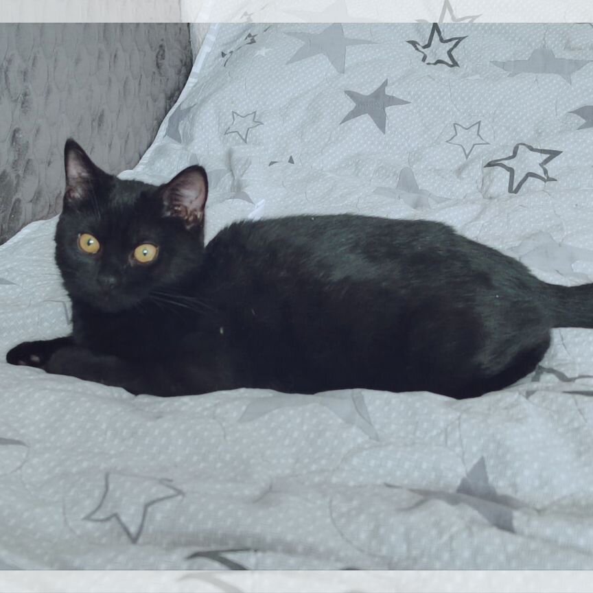 Шотландский прямоухий короткошёрстный котёнок