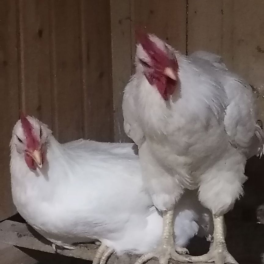 Молодые петушки мини мясные