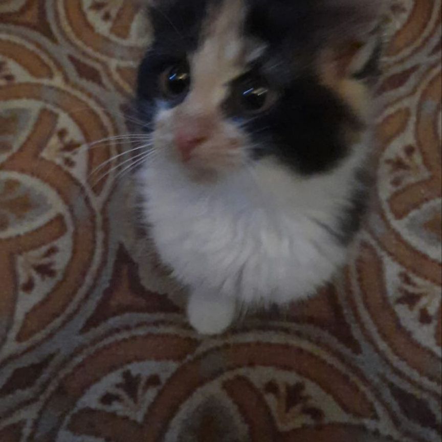 Черепашка,котенок 3 мес