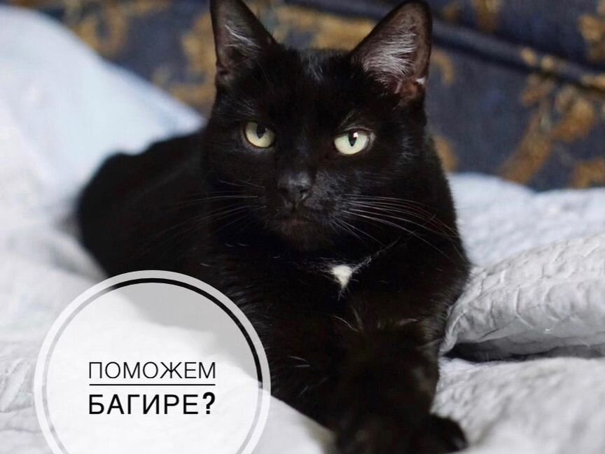 Багира ищет дом