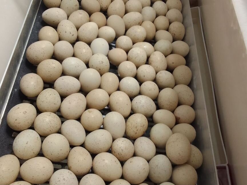 Инкубационное яйцо кеклика